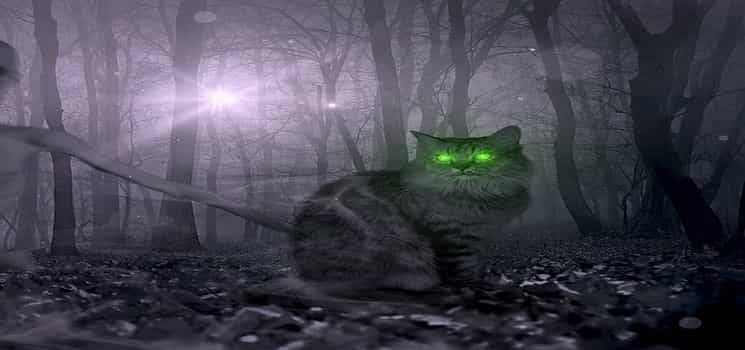 Un gato muy extraño | Historias de terror, cuentos de terror y relatos ...